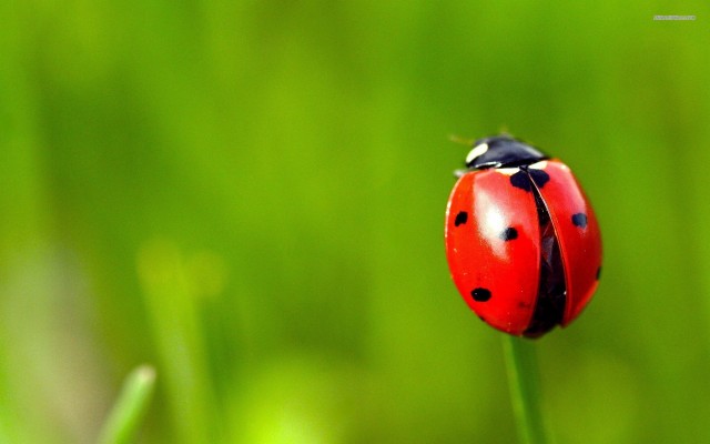 Beautiful Ladybug - 1920x1200 Wallpaper - teahub.io