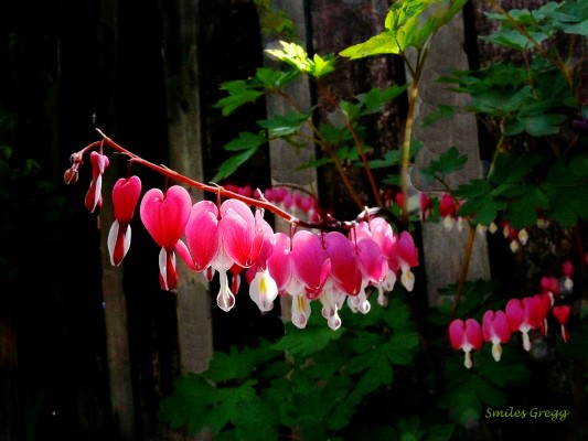 Pacific Bleeding Heart - 910x641 Wallpaper - teahub.io