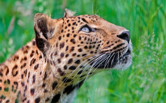 Wallpaper Three Monkeys Look Up - Look Up - 1920x1440 Wallpaper - teahub.io