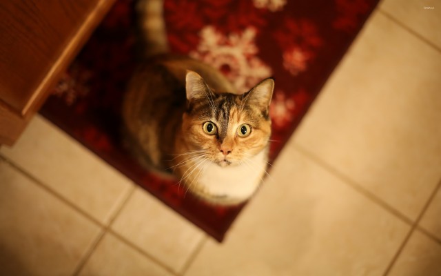 Look Up Cat - 2560x1600 Wallpaper - teahub.io