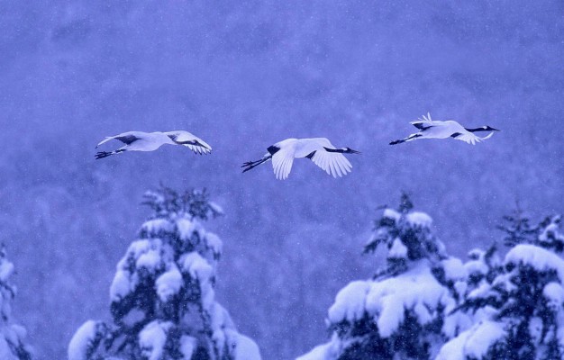 Photo Wallpaper Winter, Snow, Birds, Japan, Hokkaido, - Cranes Hokkaido ...