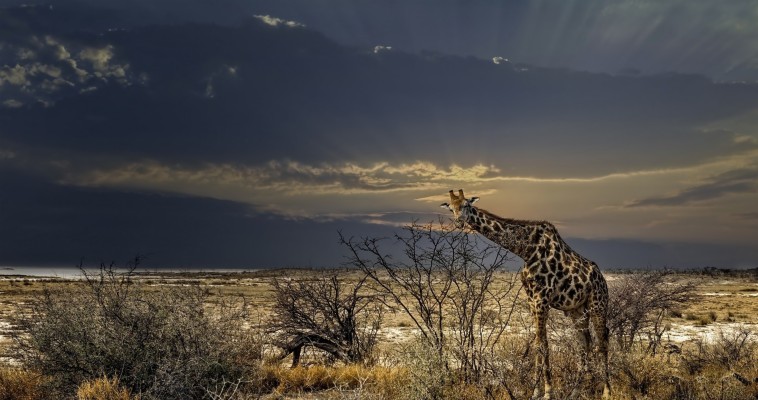 Great Big Canvas - 1000x1000 Wallpaper - teahub.io