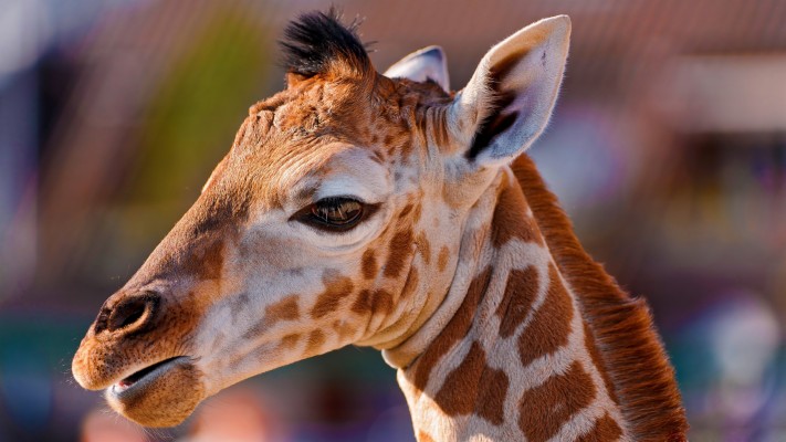 Giraffe Face Hd - 2560x1440 Wallpaper - teahub.io