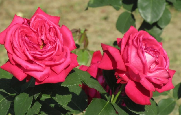 Hybrid Tea Rose - 800x600 Wallpaper - teahub.io