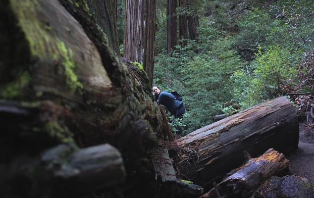 Old-growth Forest - 2560x1440 Wallpaper - teahub.io