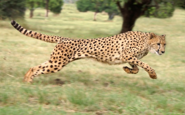 High Resolution Cheetah Running - 2560x1600 Wallpaper - teahub.io