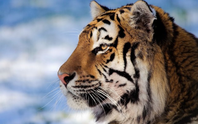 Closeup Tiger Face - 2560x1600 Wallpaper - teahub.io