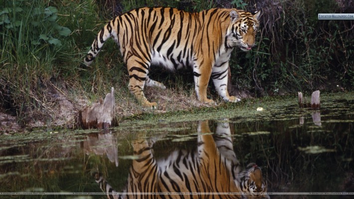 Tiger Near Water - 1920x1080 Wallpaper - teahub.io
