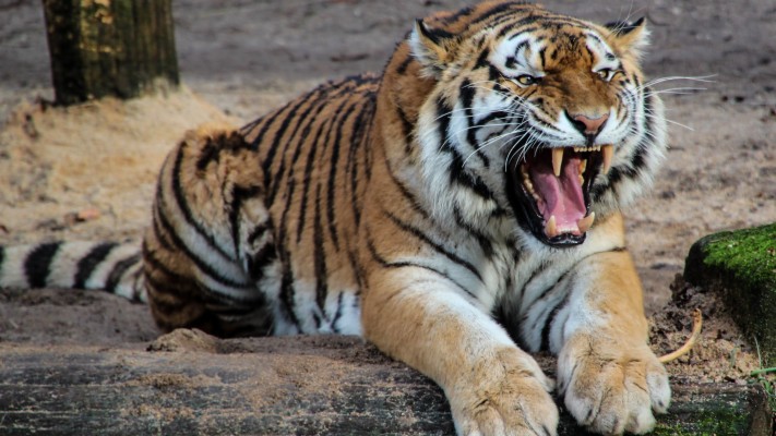 Bengal Tiger 4k 8k Hd Wallpapers - Ultra Hd Tiger 4k - 7680x4320 ...
