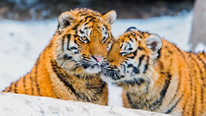 Tigers Pair 4k - Tiger Couple - 3840x2160 Wallpaper - teahub.io