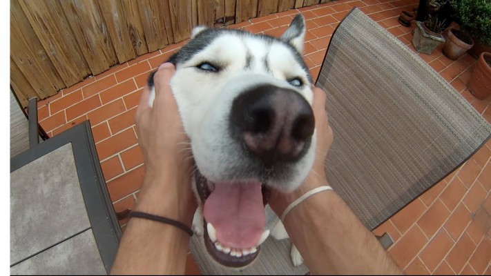 Gohan The Husky Smile - 1280x720 Wallpaper - teahub.io