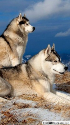 Siberian Husky In Mountains - 640x1136 Wallpaper - teahub.io
