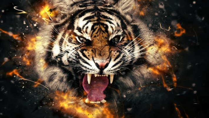 Fierce Tiger - 1920x1080 Wallpaper - teahub.io