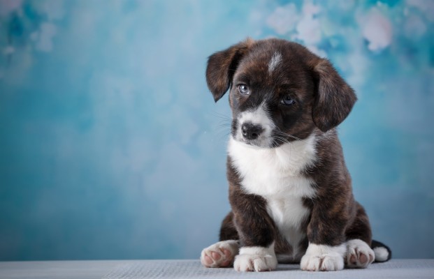 Moving Dog - 1603x1045 Wallpaper - teahub.io