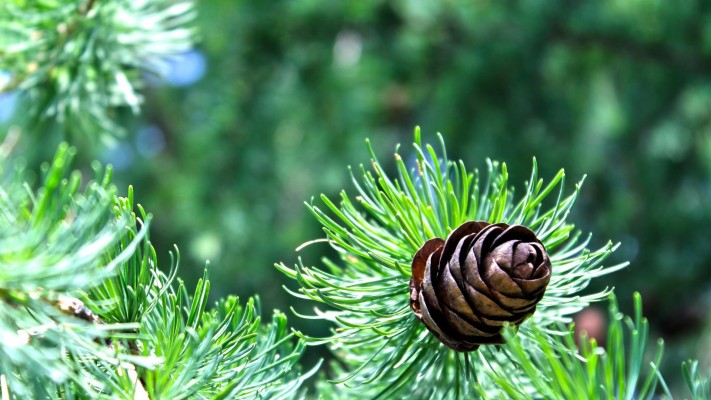 Conifer Trees - 1920x1080 Wallpaper - teahub.io