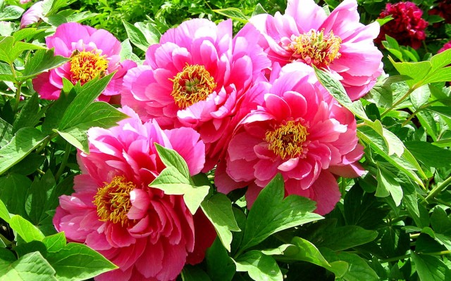 National Flower Of China - 1920x1200 Wallpaper - teahub.io