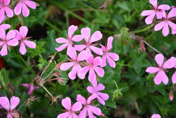 Simple Pink Flower Wallpaper - Simple Flower Close Ups - 1920x1200 ...