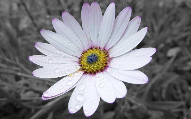Lily Flower Facebook Cover - 5478x2028 Wallpaper - teahub.io