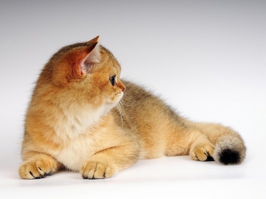 Cutest Kitty Ever Wallpaper Wallpaper 800x600 Wallpaper