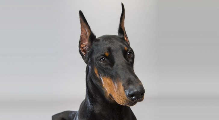 Doberman Pinscher Hd Wallpapers, Desktop Wallpaper - Swindle Dog ...