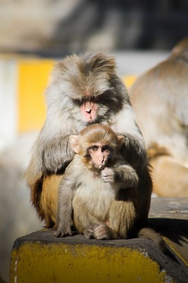 Pakistan, Hd Wallpaper - New World Monkey - 728x1092 Wallpaper - teahub.io