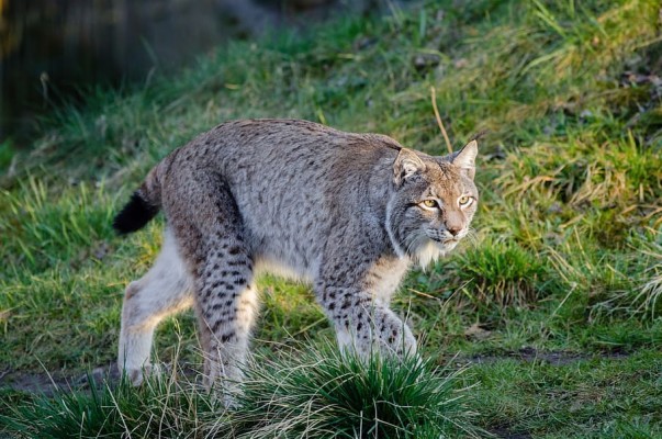 Feline Animal On Grass, Lynx, Bobcat, Wildlife, Predator, - Bobcat Wild ...
