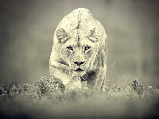 Hunting Lioness Background - Grayscale Lion - 960x720 Wallpaper - teahub.io