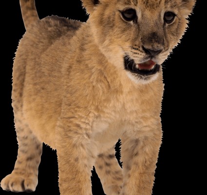Baby Lion Png - Baby Lion Transparent Background - 1702x1600 Wallpaper ...