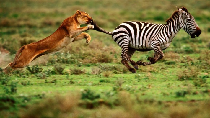 Animals Wallpaper Hd Download - Tiger Attack Wallpaper Hd - 1920x1080 ...