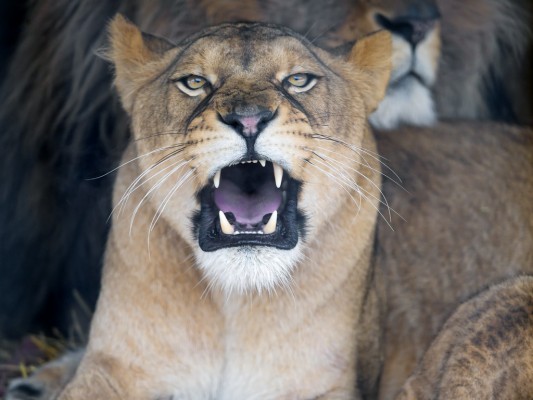Angry Female Lion Wallpaper - Angry Female Lion - 1920x1080 Wallpaper ...