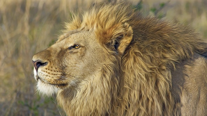Hd Mighty Lion Wallpaper - 3840x2160 Wallpaper - teahub.io