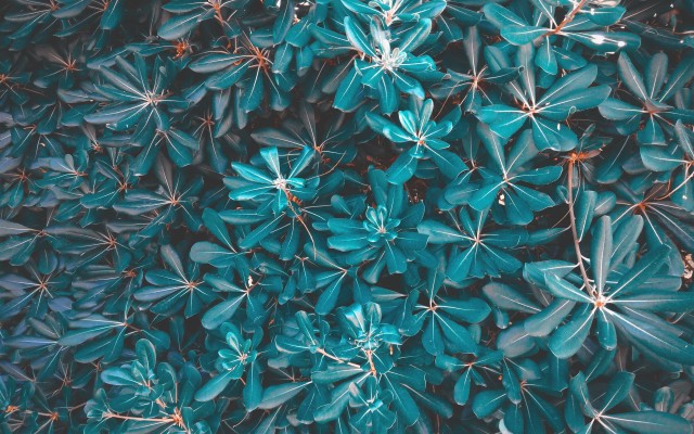 Wallpaper Leaves, Plant, Blue - Blue Plant Backgrounds - 3840x2400 ...