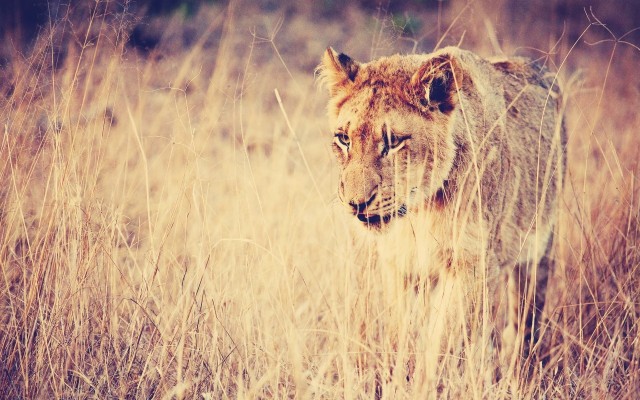 Silent Lion - Hd Images Of Lioness - 1920x1200 Wallpaper - teahub.io