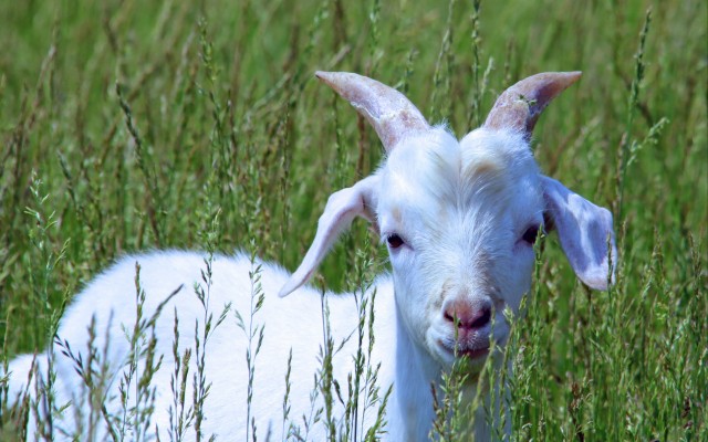 Wallpaper Goat, Cub, Grass, Walk - Goat Hd - 3840x2400 Wallpaper ...
