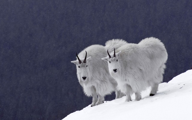 Animals On Snow Mountains - 1920x1200 Wallpaper - teahub.io