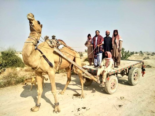 Pack Animal - 1024x768 Wallpaper - teahub.io