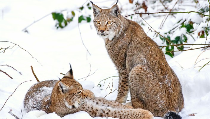 Canadian Lynx Winter Coat - 1920x1080 Wallpaper - teahub.io