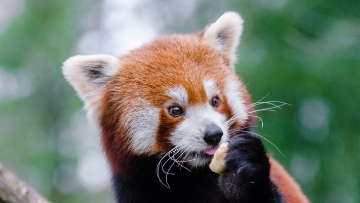Red Panda Full Hd - 3840x2160 Wallpaper - teahub.io