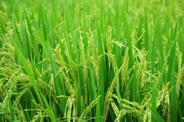 Paddy Field - 1280x720 Wallpaper - teahub.io
