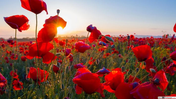 Poppy Field With Path - 1920x1080 Wallpaper - teahub.io