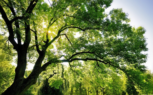 Tree Branch Wallpaper - 1920x1200 Wallpaper - teahub.io