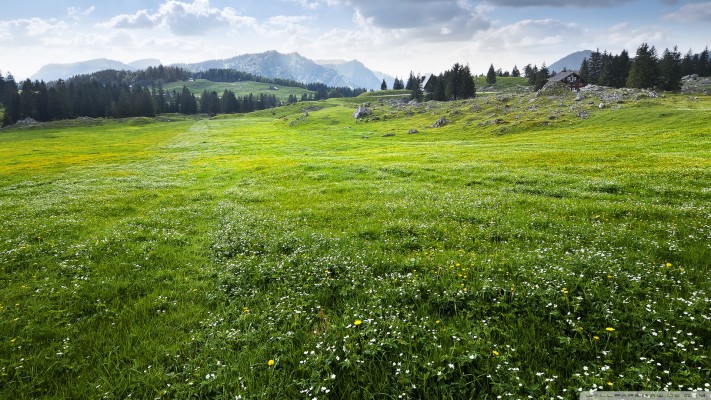 Beautiful Greenery Of Real Nature Scene Wallpaper Free - High Quality ...