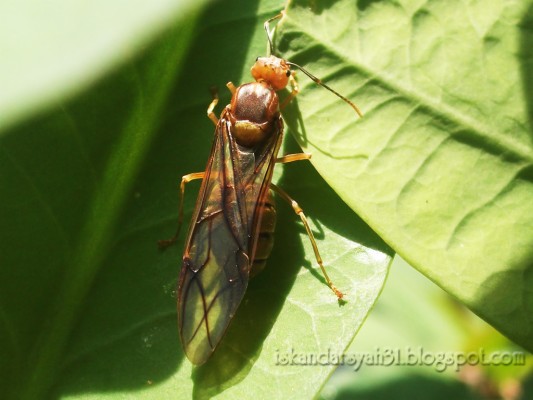 Net-winged Insects - 1024x768 Wallpaper - teahub.io
