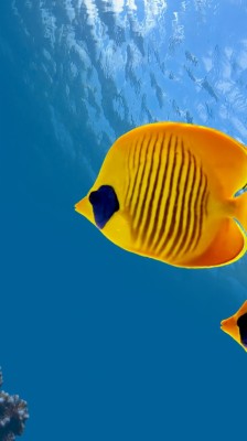 Fish, 5k, 4k Wallpaper, 8k, Diving, Tourism, Cocos - Vivo Y91 Wallpaper ...