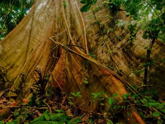 Photo Wallpaper Autumn, Forest, Nature, Trail - Old-growth Forest ...