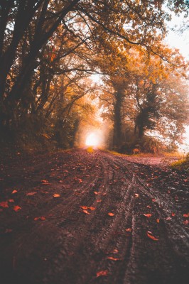 High Resolution Fall Aesthetic - 4000x6000 Wallpaper - teahub.io