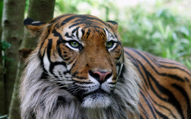 Japan Nature Wallpaper - Liger Wallpaper Hd - 2560x1600 Wallpaper ...