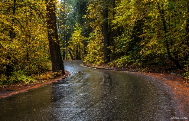 Wet Forest Road - 1250x800 Wallpaper - teahub.io
