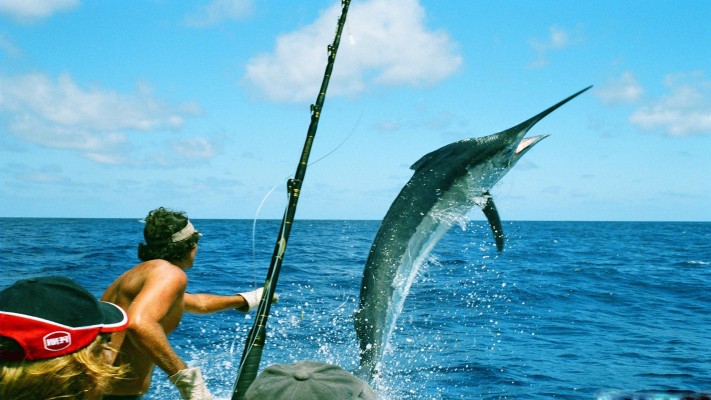 Fishing Rod Catching Fish - 2560x1440 Wallpaper - teahub.io