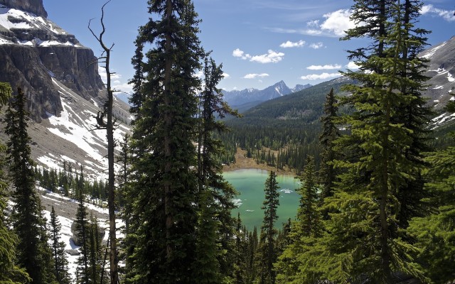 Spruce-fir Forest - 5040x1050 Wallpaper - teahub.io